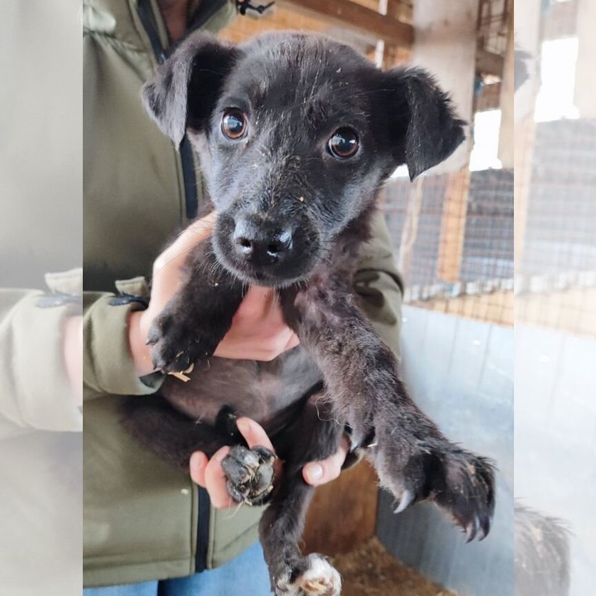 Щенок в добрые руки