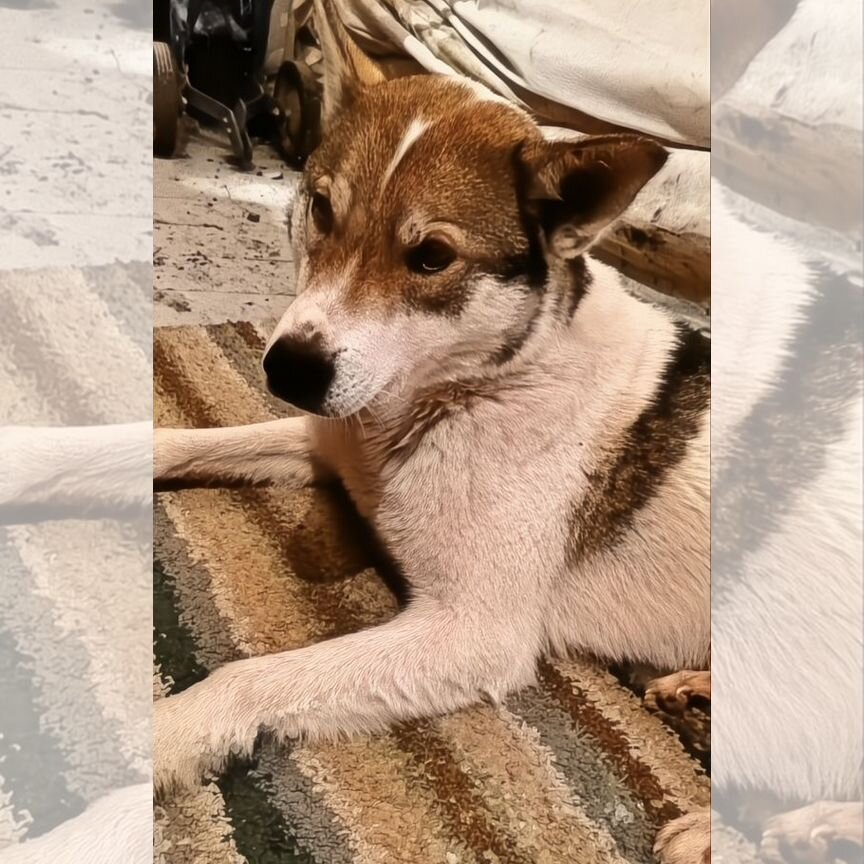 Взрослый пёс в добрые руки