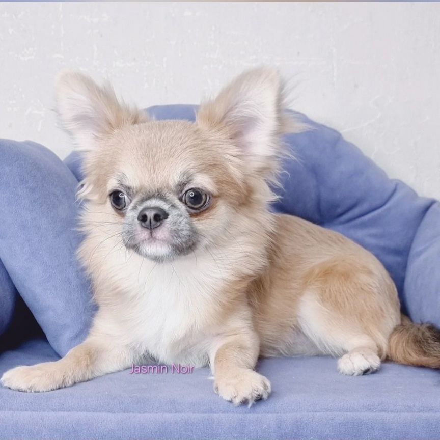 Чихуахуа шикарный мини мальчик