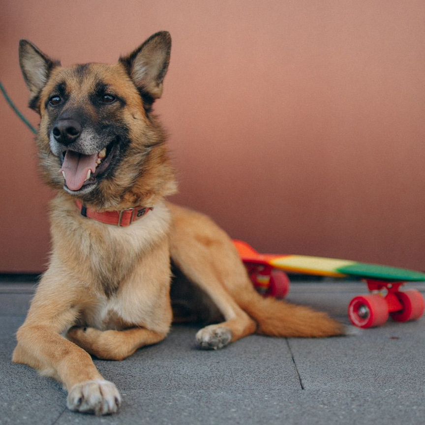 Прыгучий Дэрил ищет дом