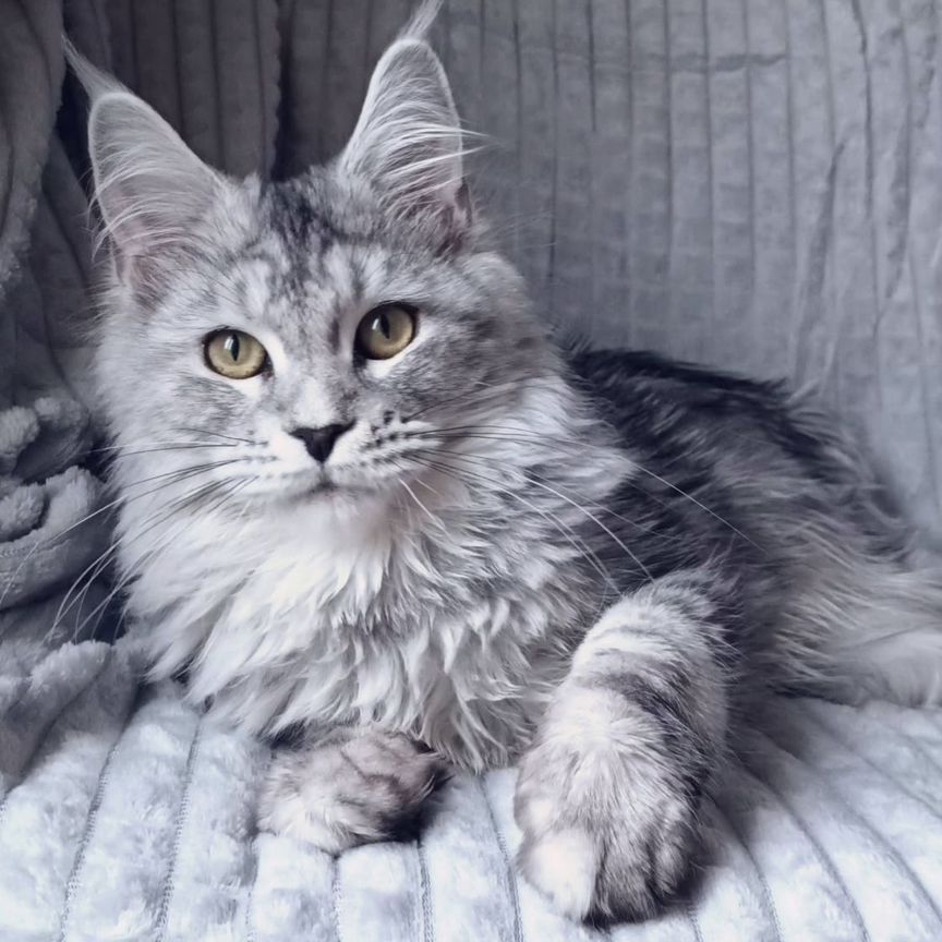 Котята мейкуны продажа