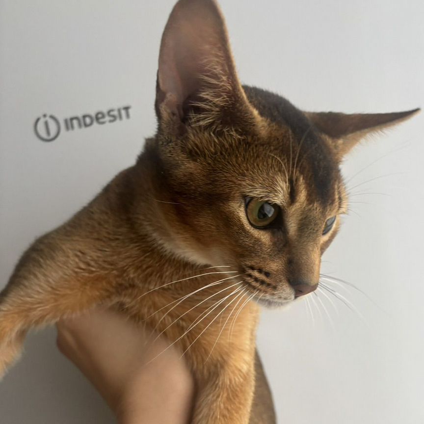 Абиссинский котёнок
