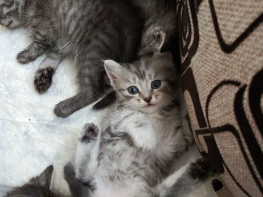 Котята в добрые руки бесплатно
