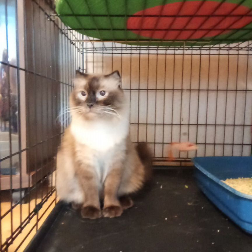 Редчайшей красоты кот ищет дом
