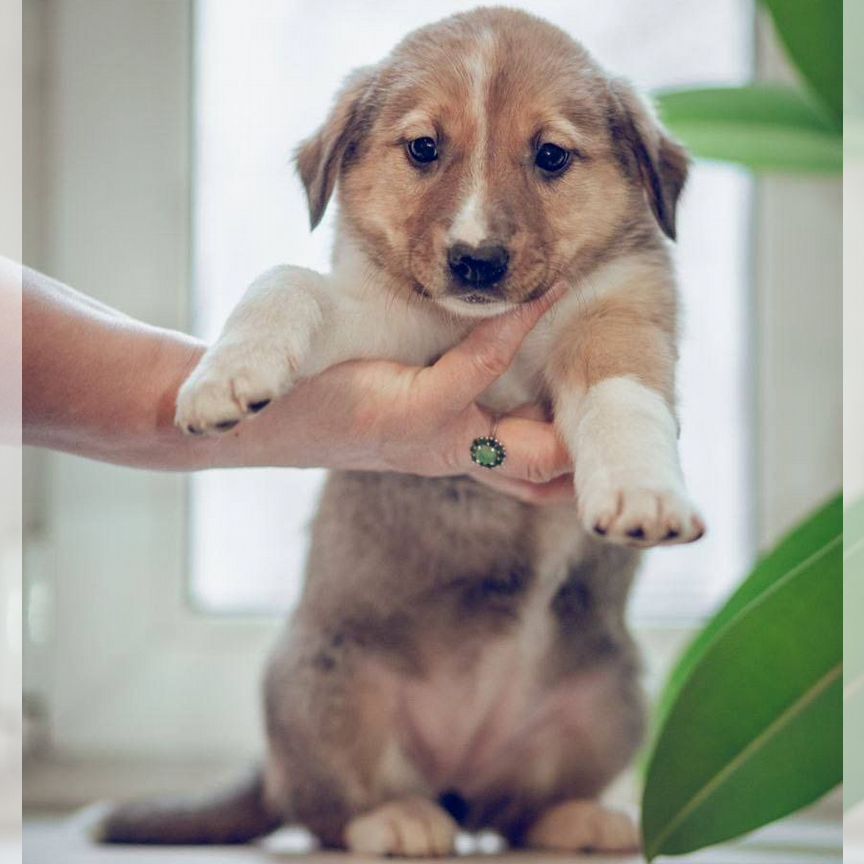 Щенок в добрые руки