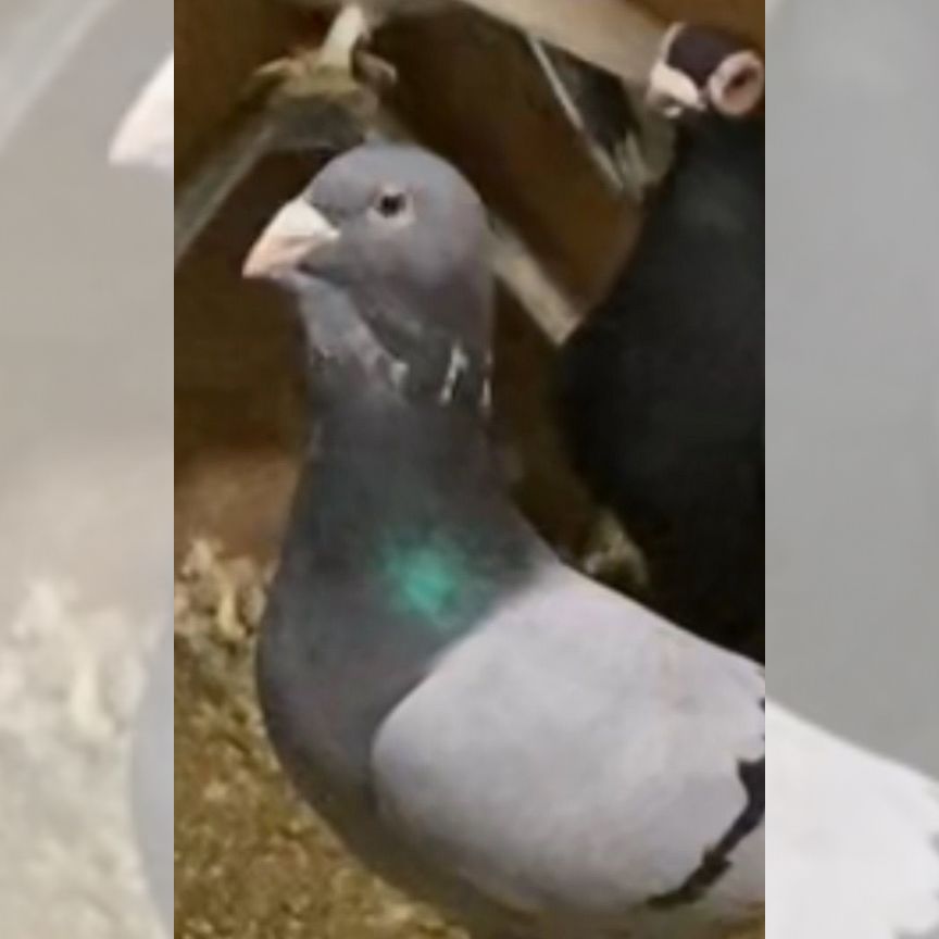 Голубь Адана