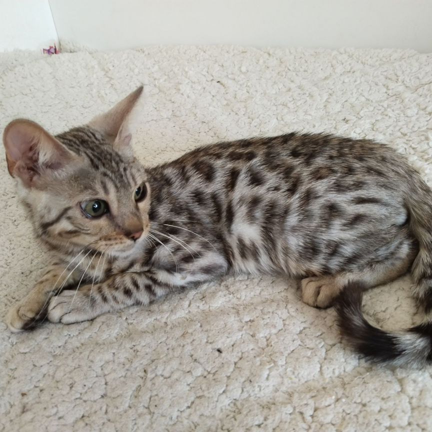 Бенгальские малыши