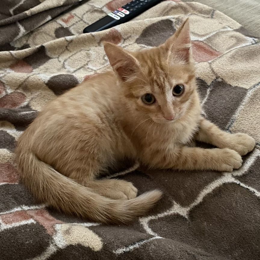 Котенок в добрые руки