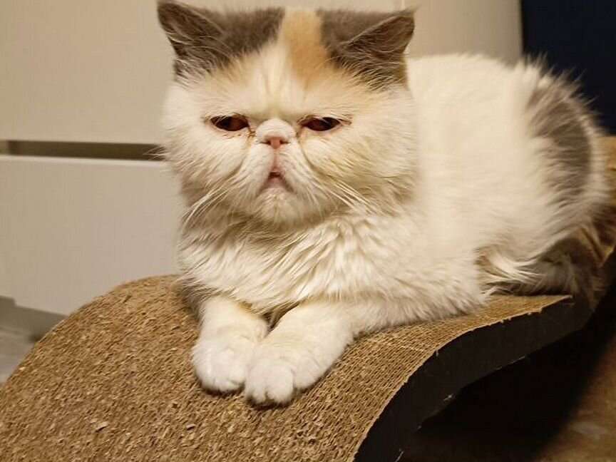 Кошка экзот в добрые руки