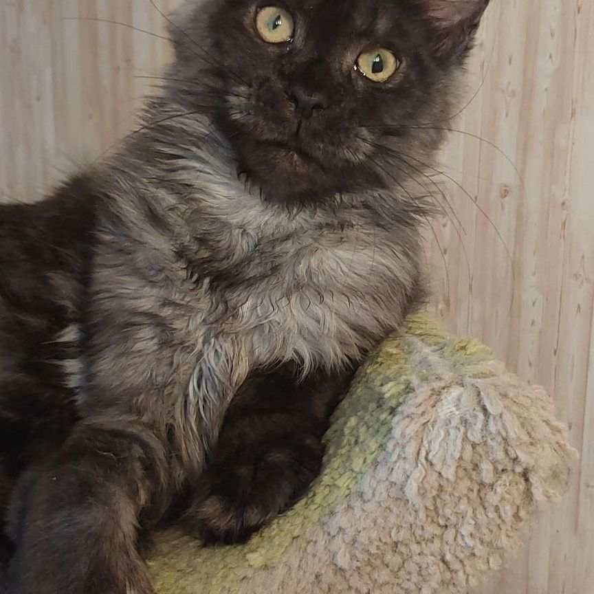 Котята мейн кун