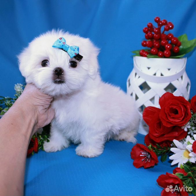 Кукляшик, мини малыш мальтезе 2 мес