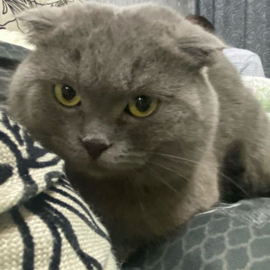 Шотландский вислоухий короткошёрстный, взрослый кот