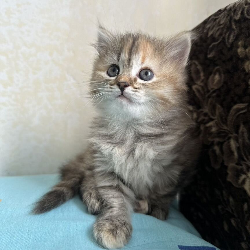 Котенок