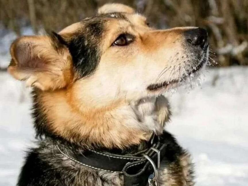 Собака в добрые руки