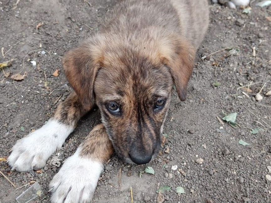 Щенок девочка