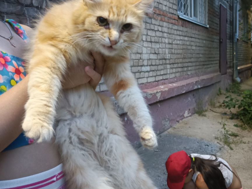 Рыжий котенок в добрые руки бесплатно