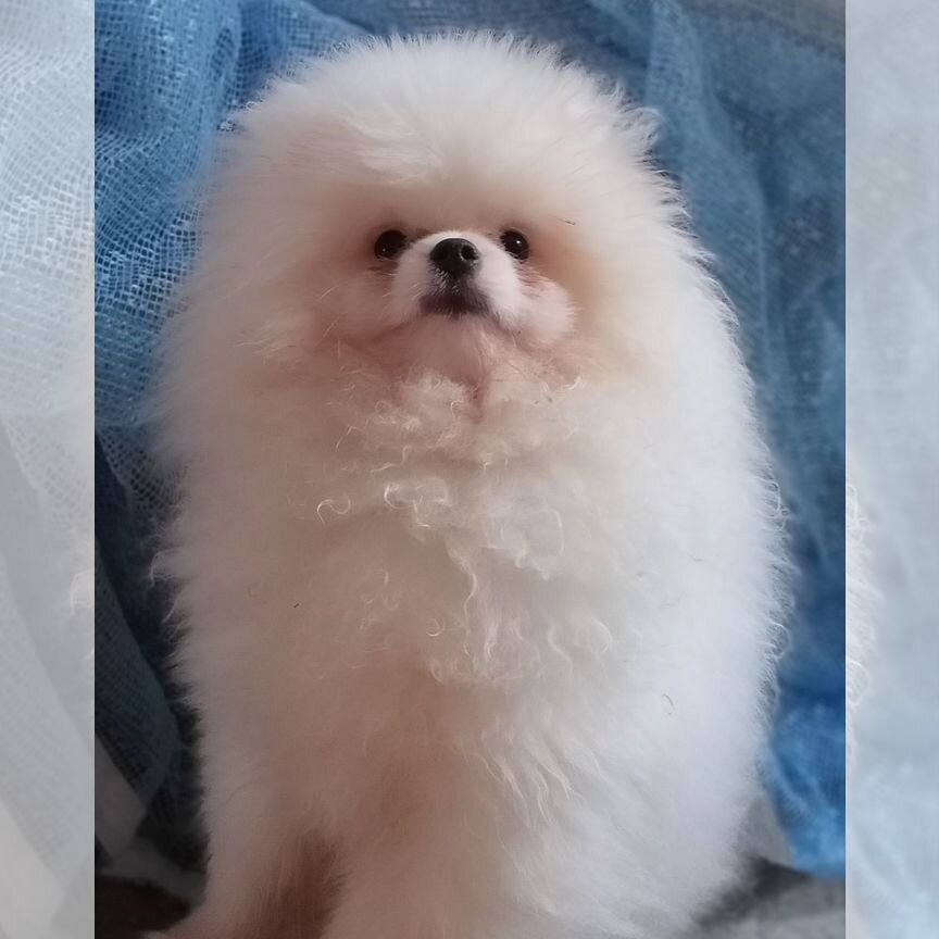 Померанский шпиц, щенок