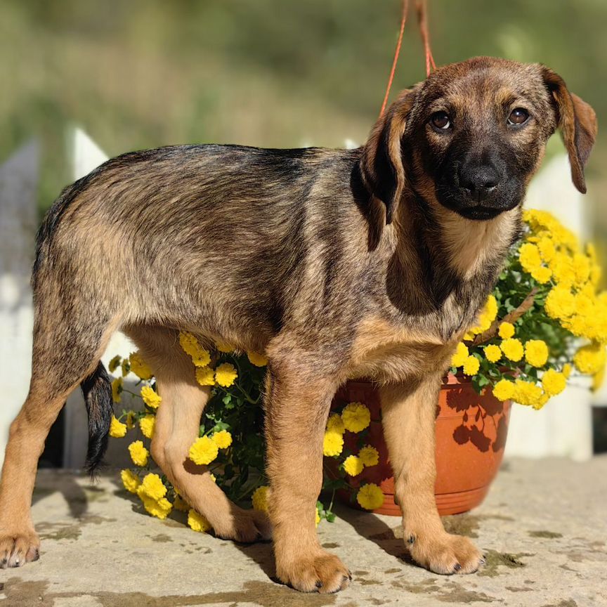 Такса, щенок