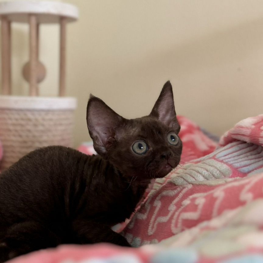 Девон-рекс шоколадная мечта