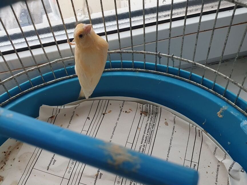 Канарейки мозаик