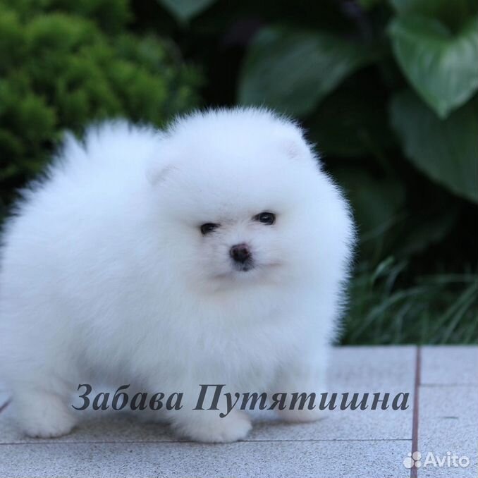 Шикарная девочка мишка шпиц