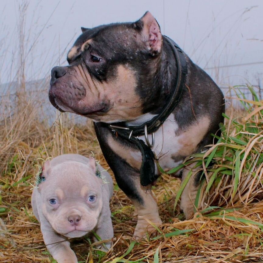 Американский булли, щенок