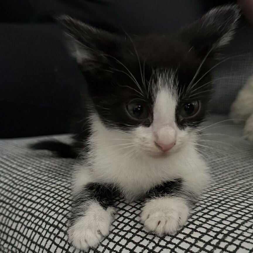 Котеноа в добрые руки