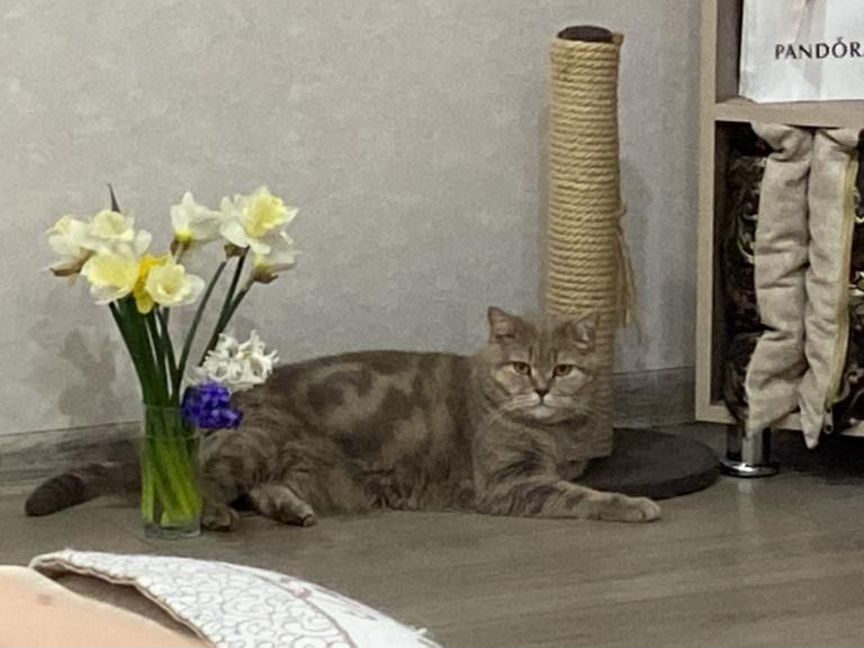 Отдам шотландскую прямоухую кошку