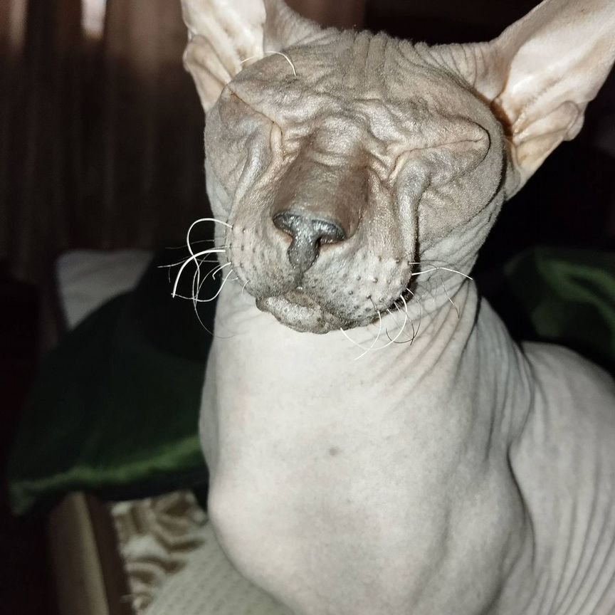 Потерялся кот