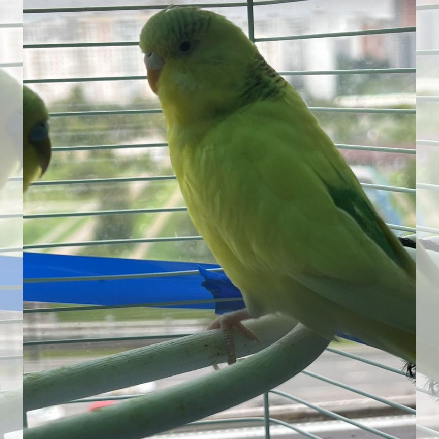 Волнистый попугай самка