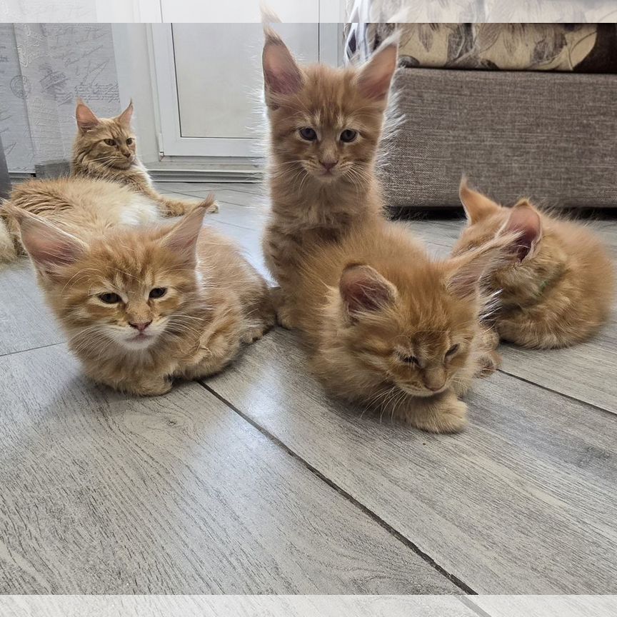 Мейн-кун котёнок