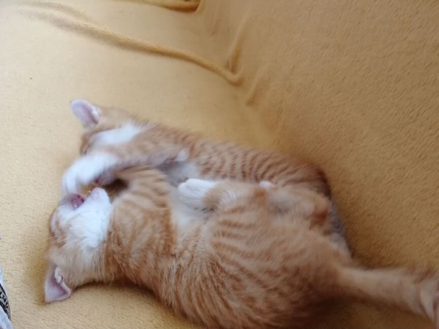 Котик мальчики 2 рыжинькие и один белочерный