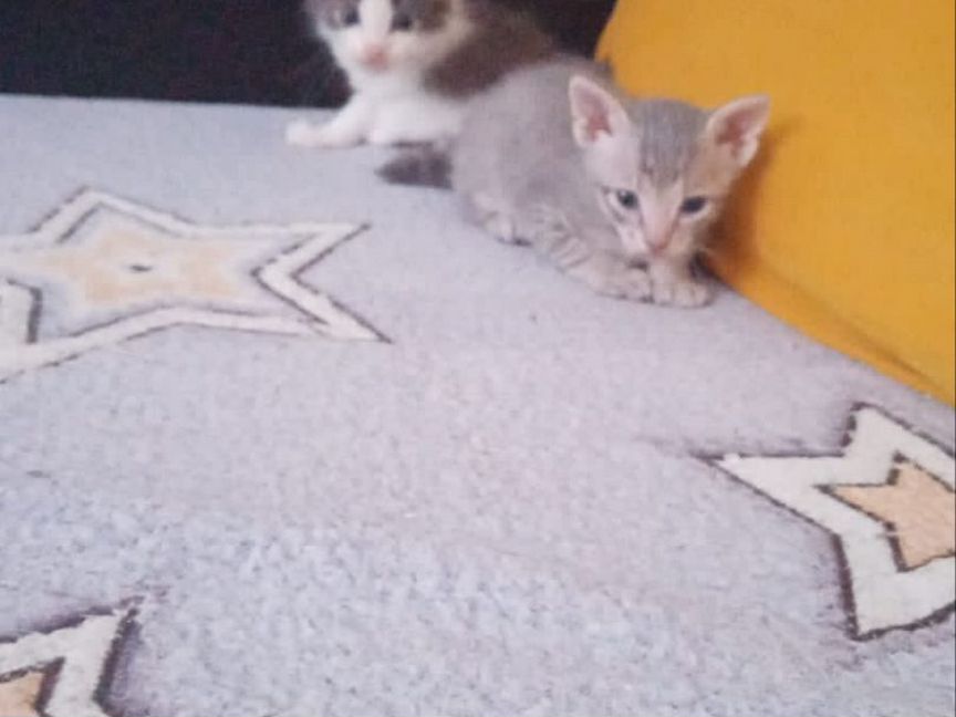 Котята