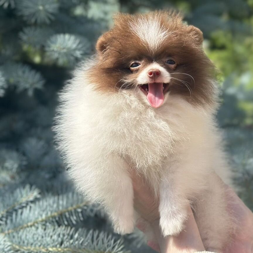 Померанский шпиц мини девочка
