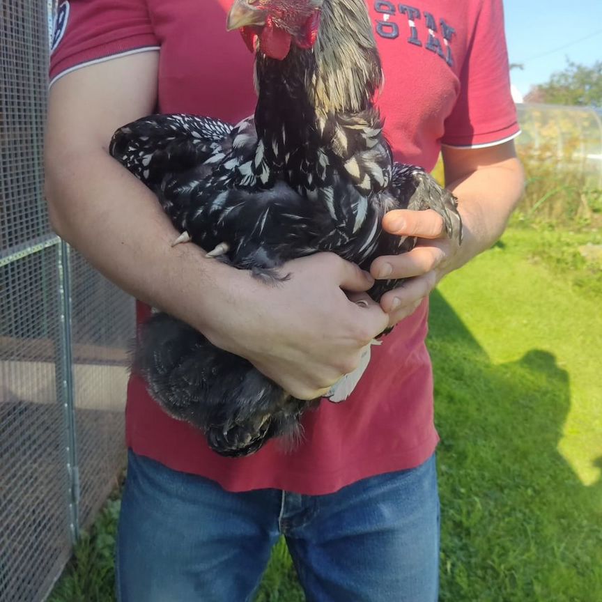 Петух Араукана