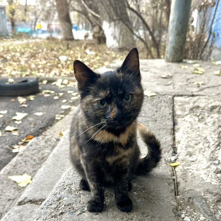 Котенок милашка