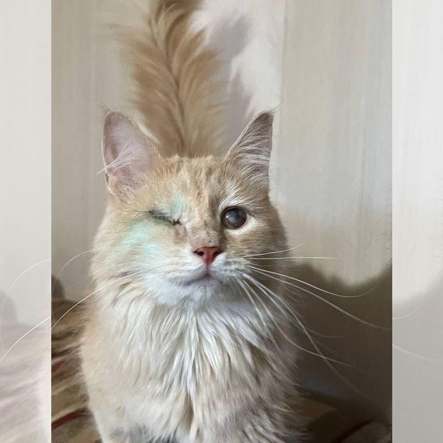 Полуслепой котик (из приюта)