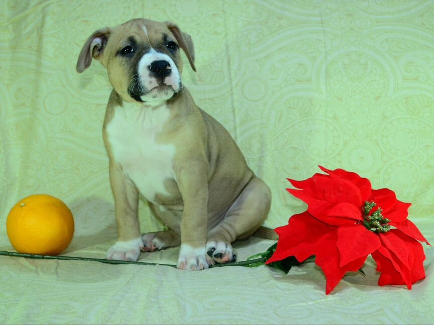 Стаффордширский терьер щенки