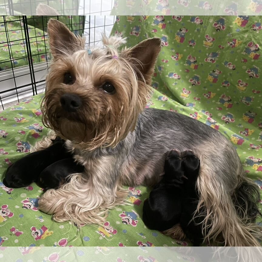 Йоркширский терьер щенки девочки