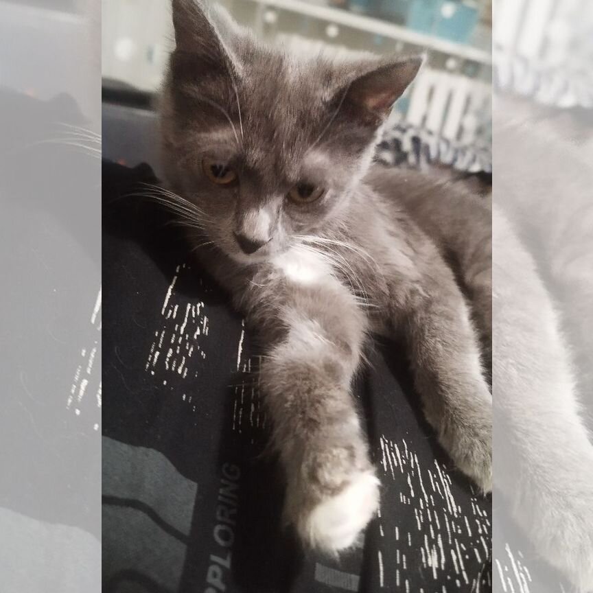 Котёнок девочка