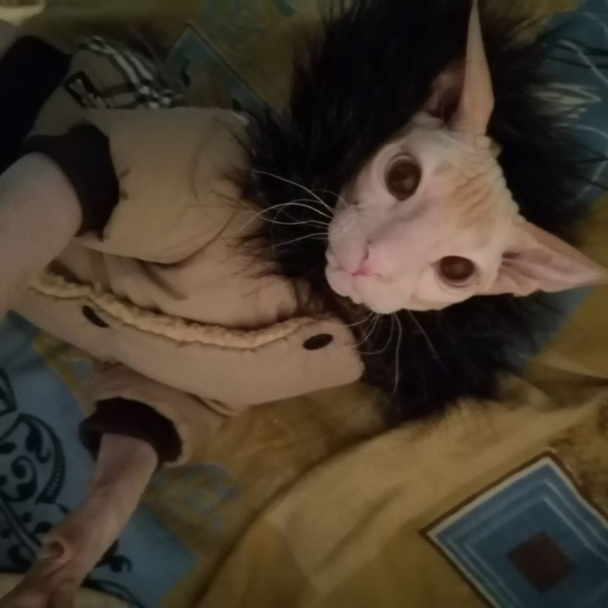Продаются котята донского сфинкса