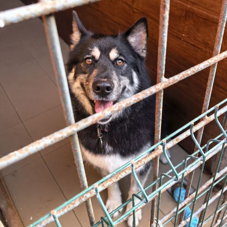 Взрослый пёс в добрые руки