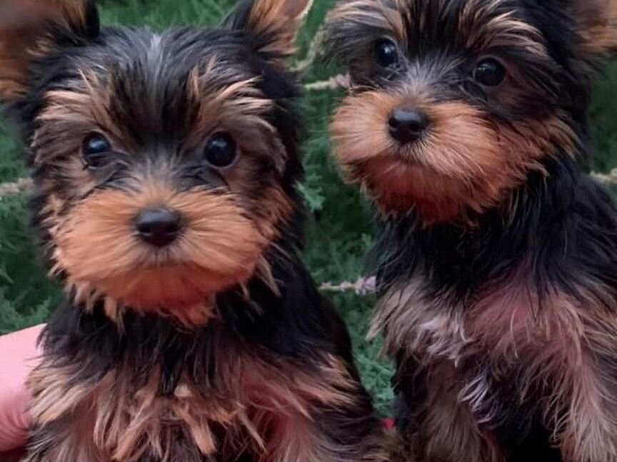 Йоркширский терьер