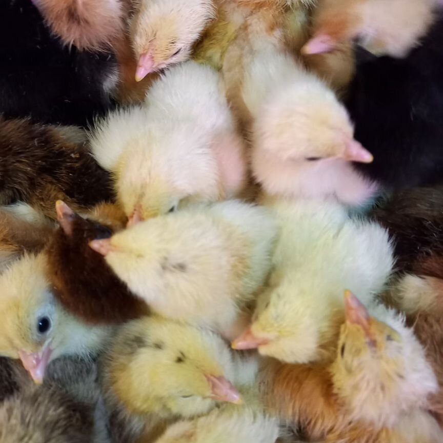 Цыплята метисы