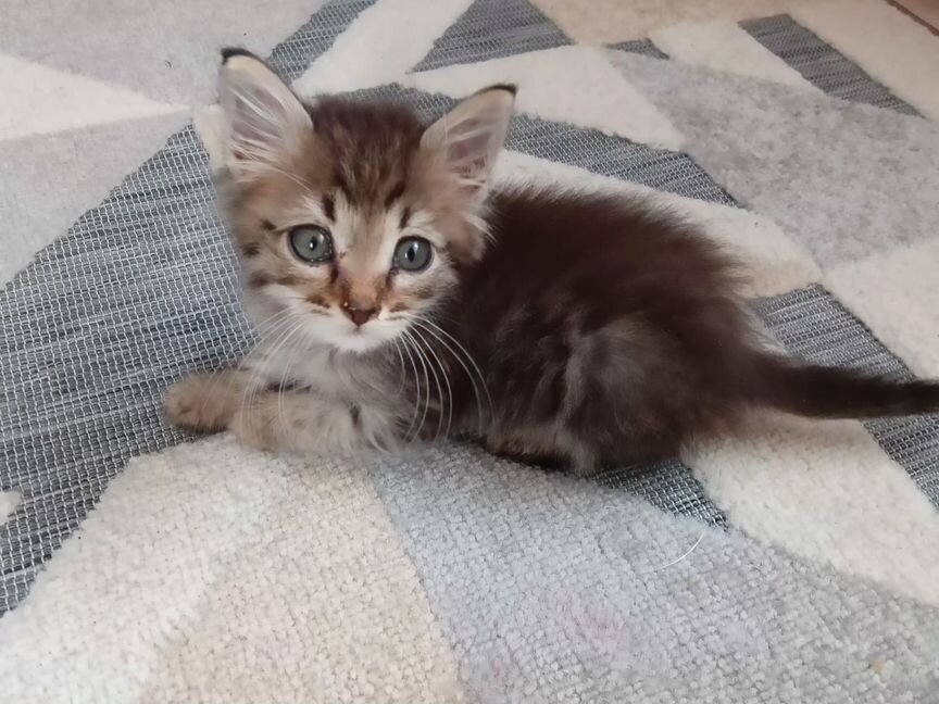 Кошка