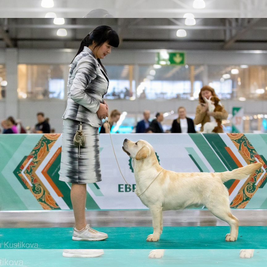 Лабрадор-ретривер, вязка