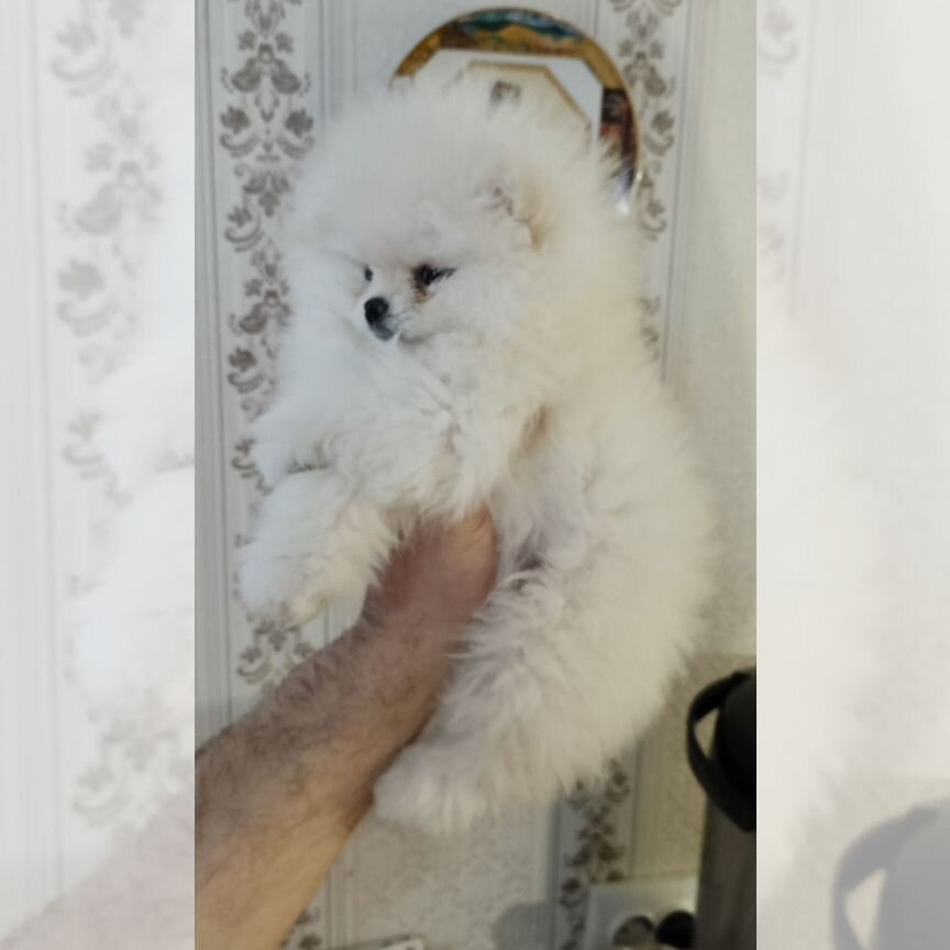 Померанский шпиц, щенок