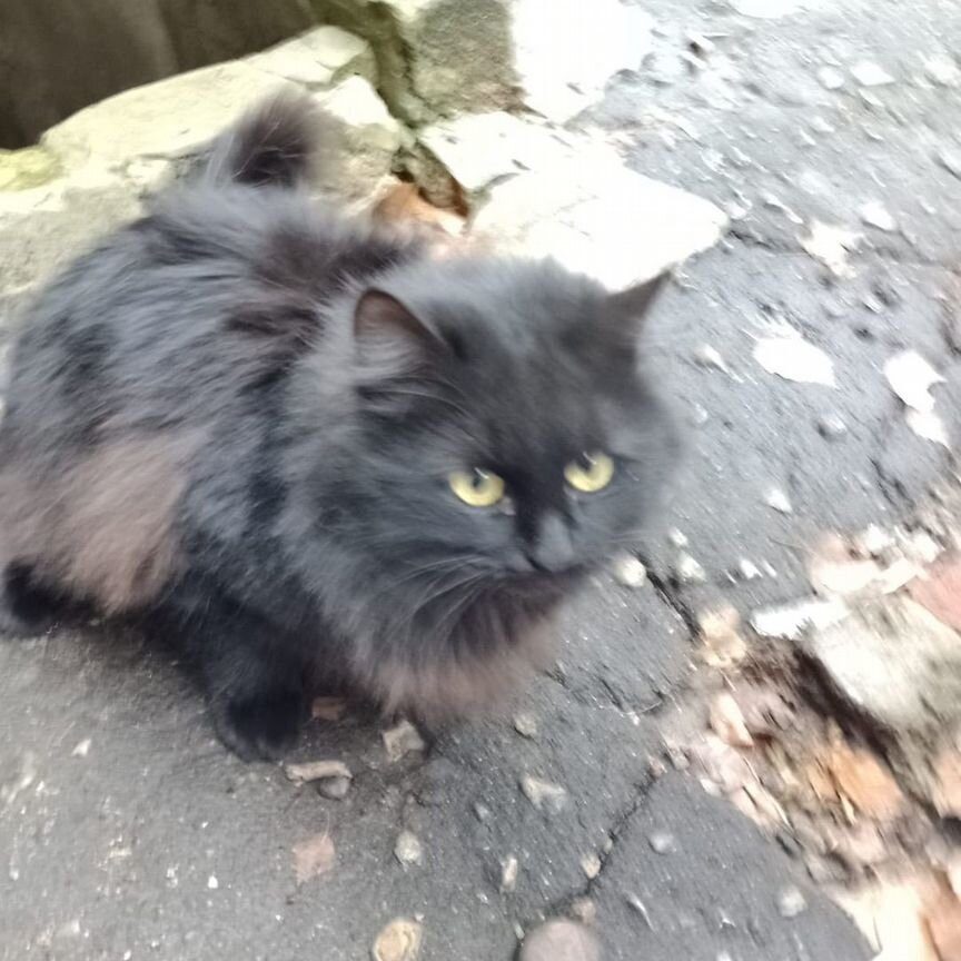 Котик Марсик ищет дом