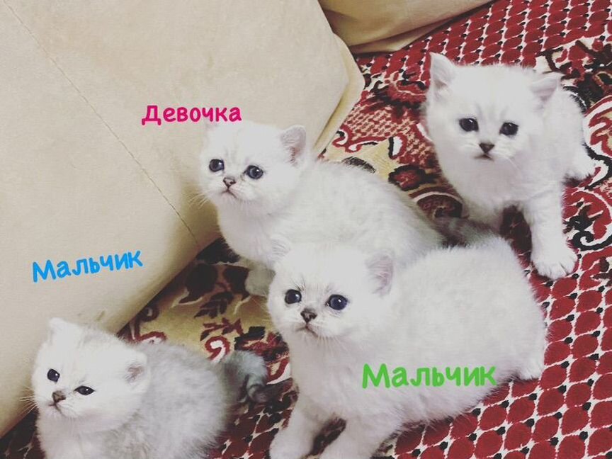 Котятки Шиншиллятки