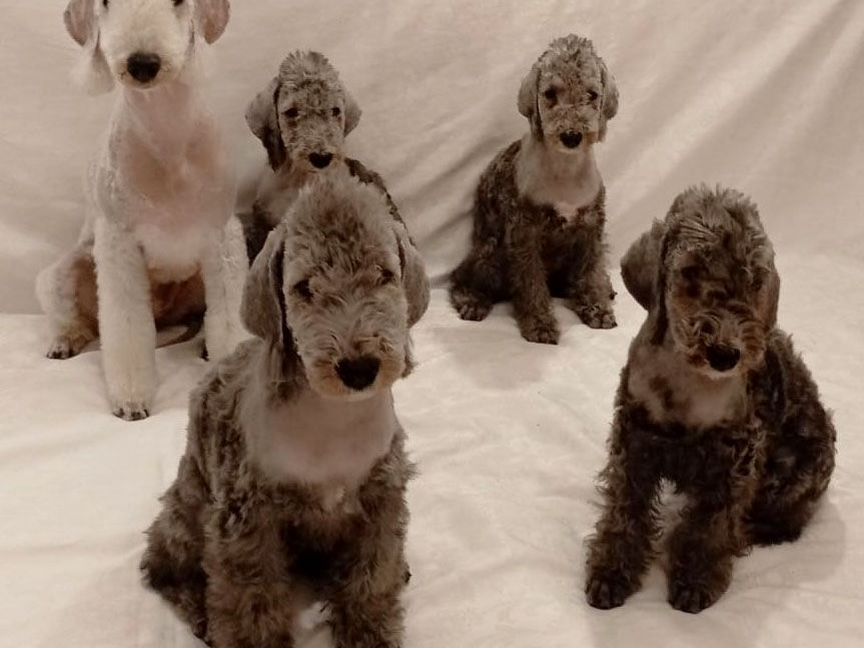 Щенки Бедлингтон-терьера